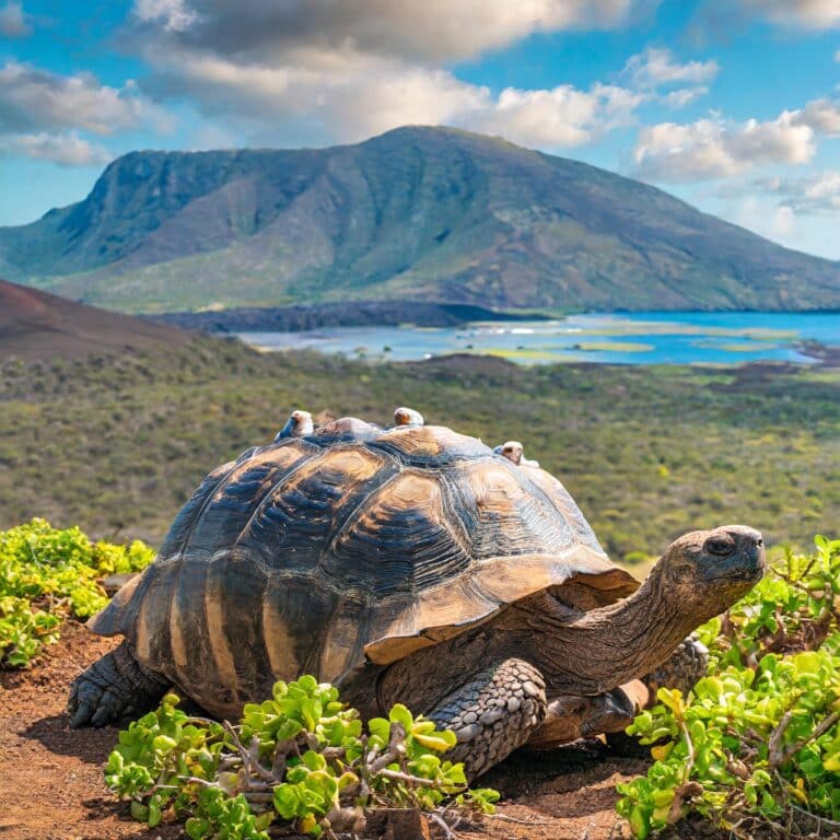 How Long do Tortoises Live and Why are They so Important?